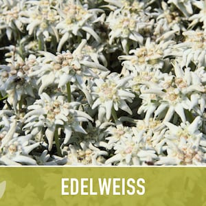 Edelweiss Flower Seeds - Heirloom Seeds, Alpine Wildflower, Ground ...