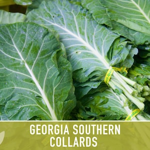 Georgia Southern Collards Heirloom Seeds - Collard Greens, Heat ...