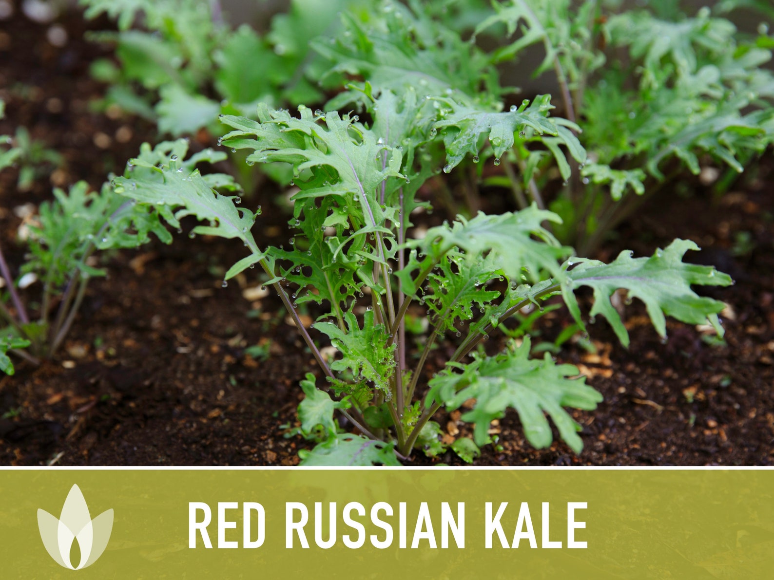 Red Russian Kale Heirloom Seeds - Etsy