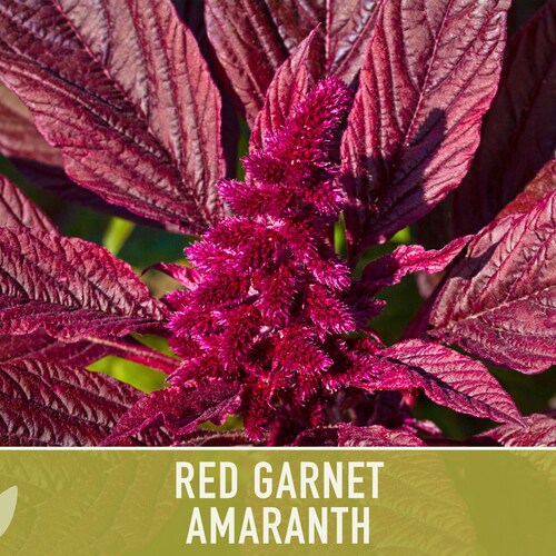 Red Stripe Leaf Amaranth Seeds 紅莧菜 Rau Den Red Callaloo / - Etsy