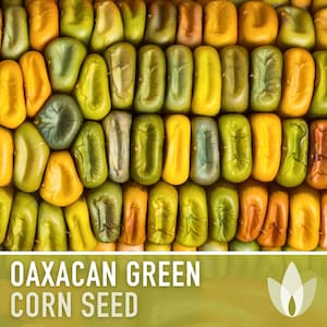 Oaxacan Green Dent Corn Seeds - Heirloom Seeds, Native American Corn ...