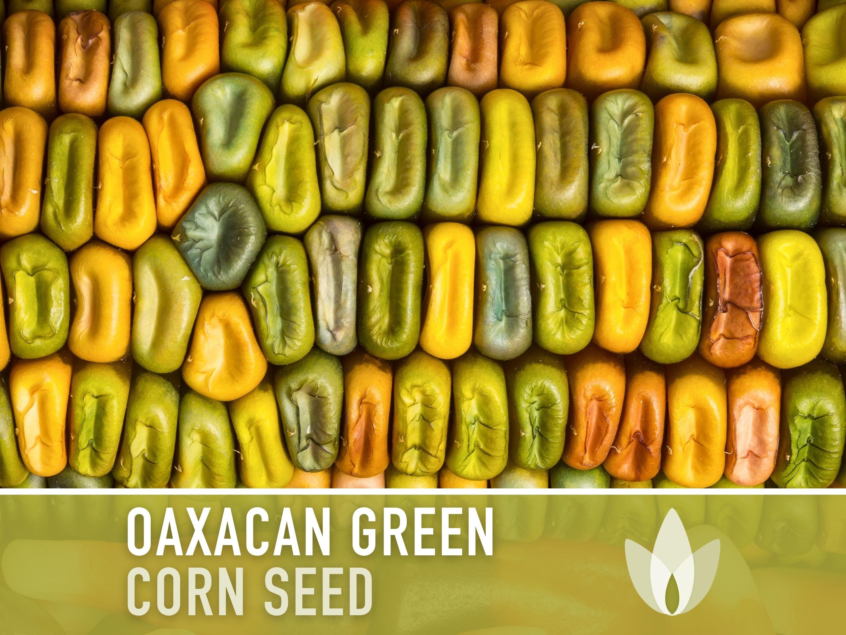 Oaxacan Green Dent Corn Seeds – Heirloom, Ornamental, Flour Corn - Etsy