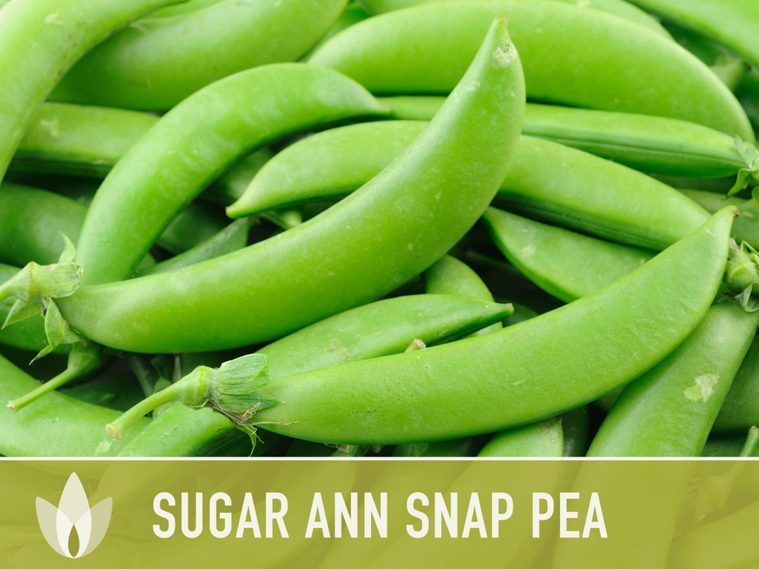 Sugar Ann Snap Pea Seeds Heirloom Seeds Container Garden - Etsy