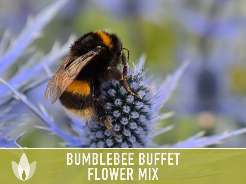 Bumblebee Buffet Flower Seed Mix Heirloom Seeds Wildflower - Etsy
