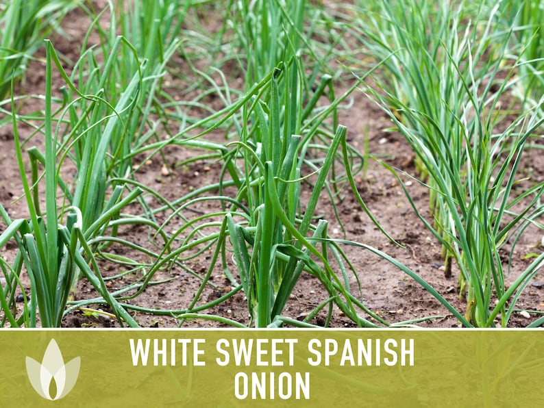 White Sweet Spanish Onion Heirloom Seeds - Root Vegetables, Fall Garden ...