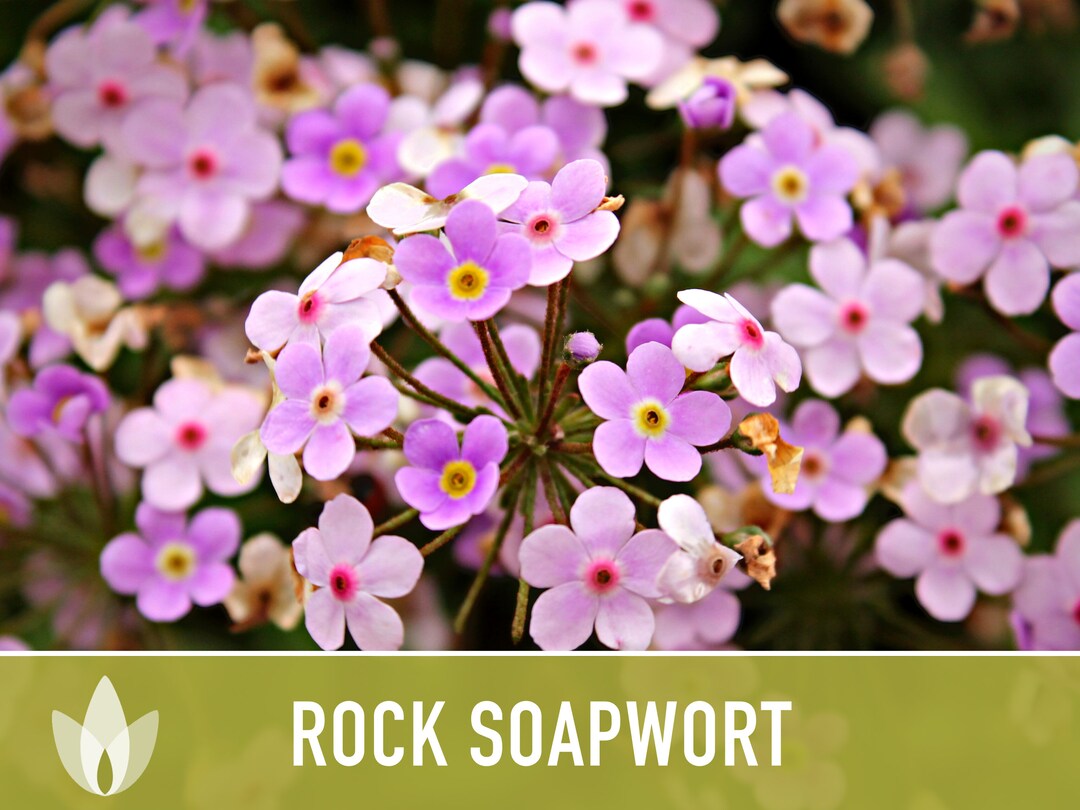 Rock Soapwort Flower Seeds Heirloom Wildflower, Ground Cover ...