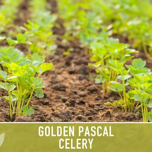 Golden Pascal Celery Heirloom Seeds - Etsy