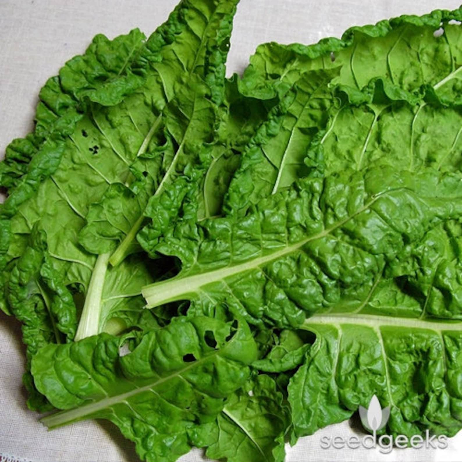 Lucullus Swiss Chard Heirloom Seeds Summer Lettuce Slow - Etsy