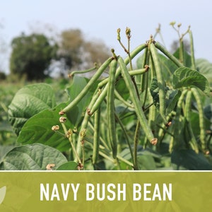 Navy Bean Seeds - Heirloom Bush Bean for Soup, Non-gmo - Etsy
