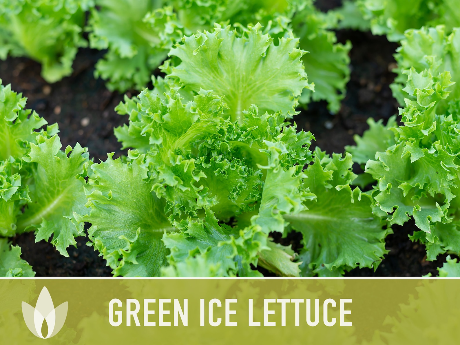 Green Ice Lettuce Heirloom Seeds Summer Lettuce Slow - Etsy