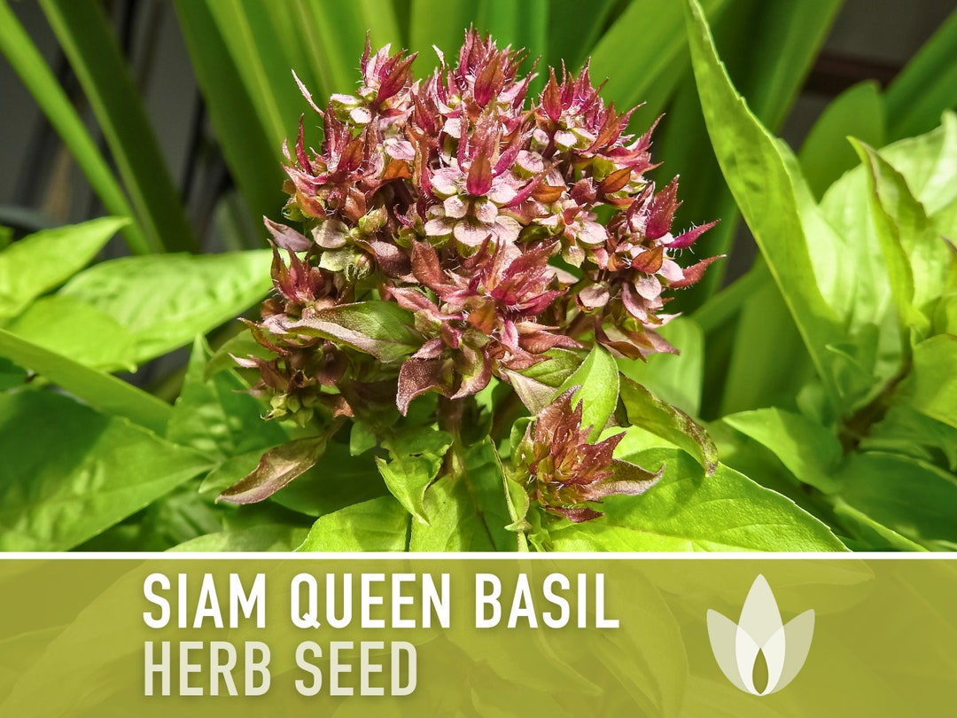 Siam Queen Basil Seeds - Thai Basil, Heirloom Seeds, Medicinal Herb, Aromatherapy, Culinary Herb ...