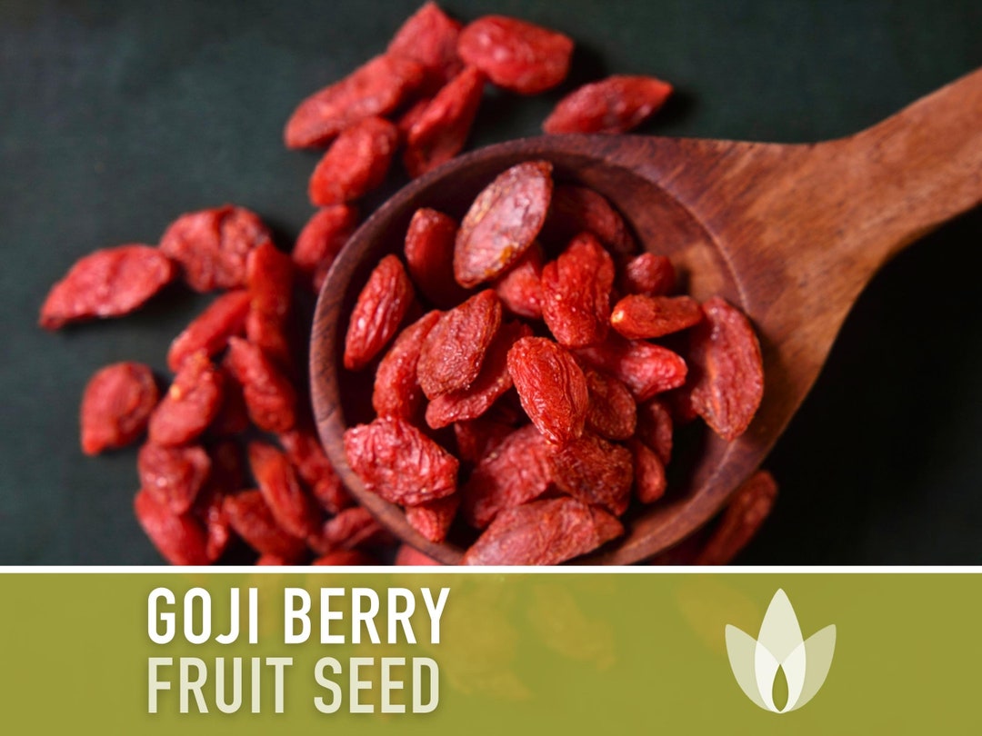 Goji Berry (wolfberry) Seeds - Heirloom Seeds, Chinese Wolfberry ...