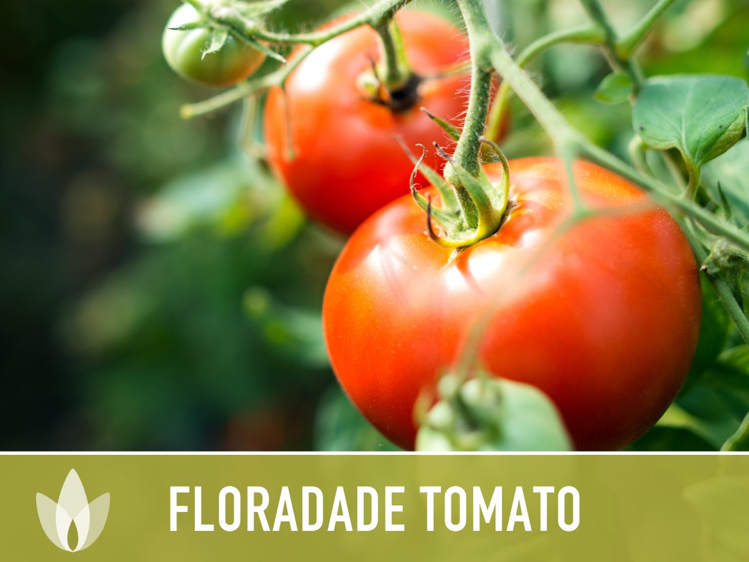 Floradade Tomato Seeds Heirloom Seeds Determinate Slicing - Etsy