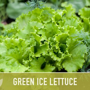 Green Ice Lettuce Heirloom Seeds - Summer Lettuce, Slow Bolting, Heat ...