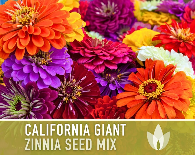 Blushing Bride Pastel Mix Zinnia Flower Seeds - Etsy