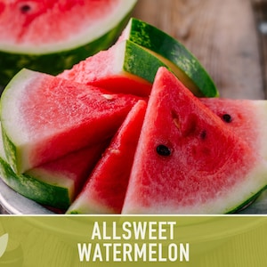 Allsweet Watermelon Heirloom Seeds - Non-gmo, Open Pollinated ...