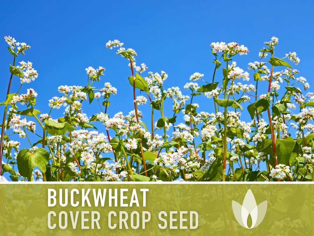 Buckwheat Cover Crop Seeds – Heirloom, Pollinator Garden - Etsy