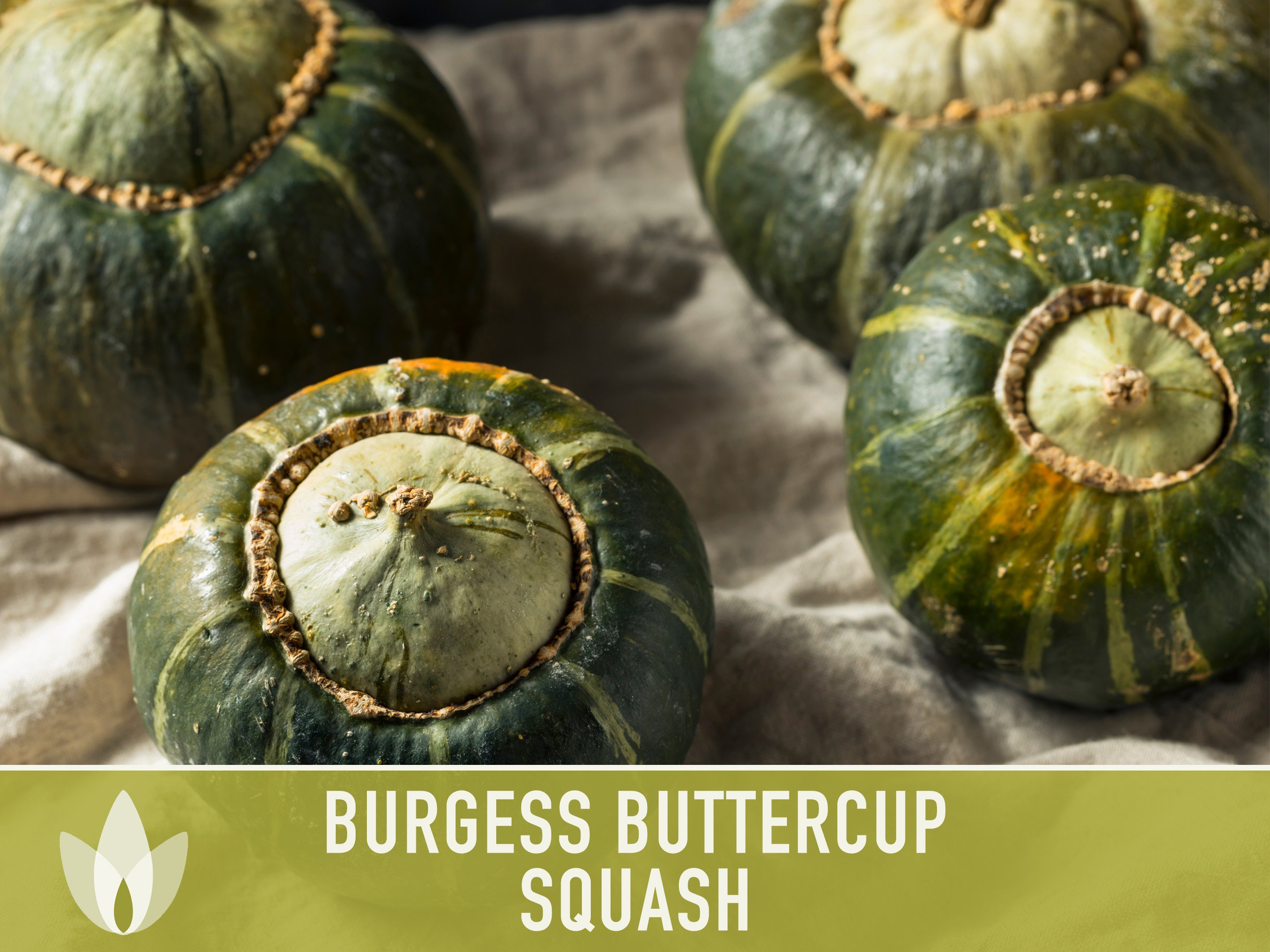 Burgess Buttercup Squash