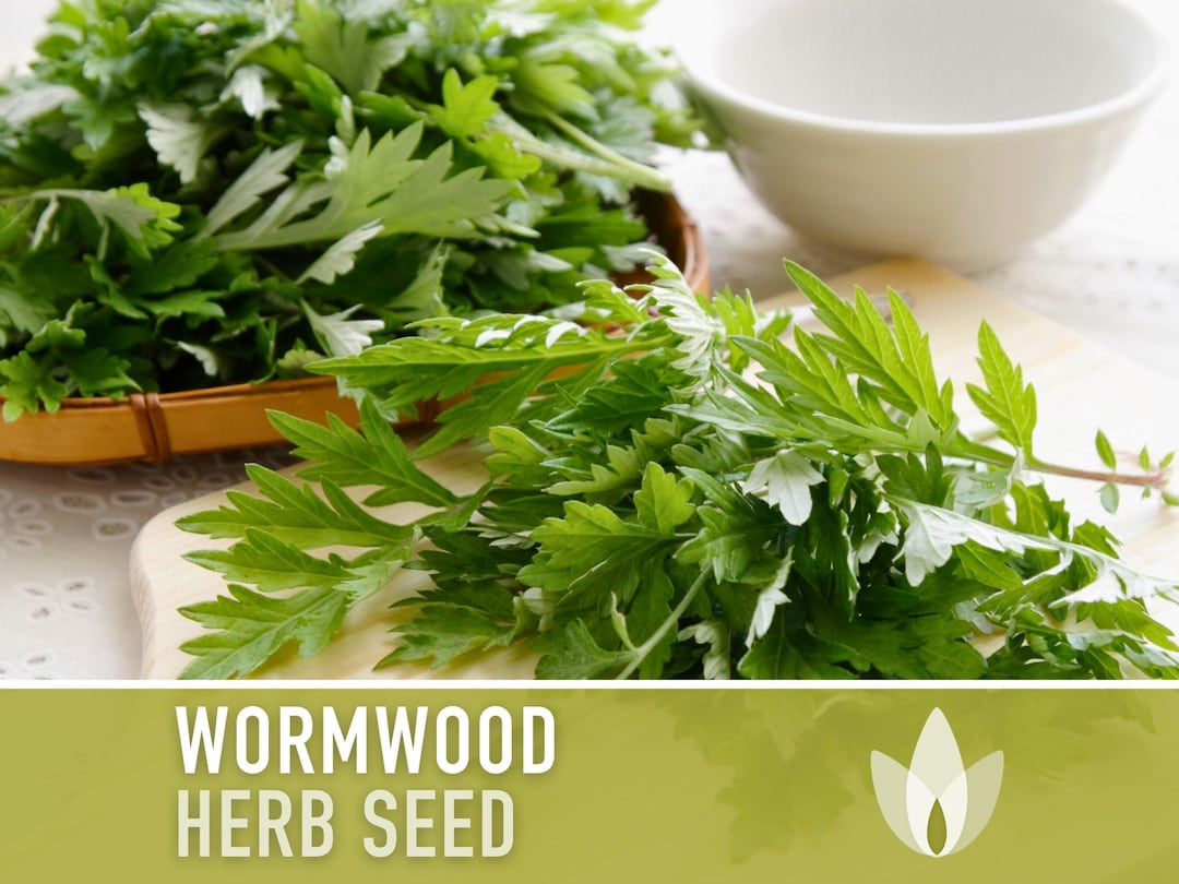 Wormwood Herb Seeds - Heirloom Seeds, Medicinal Herb, Tinctures, Herbal ...