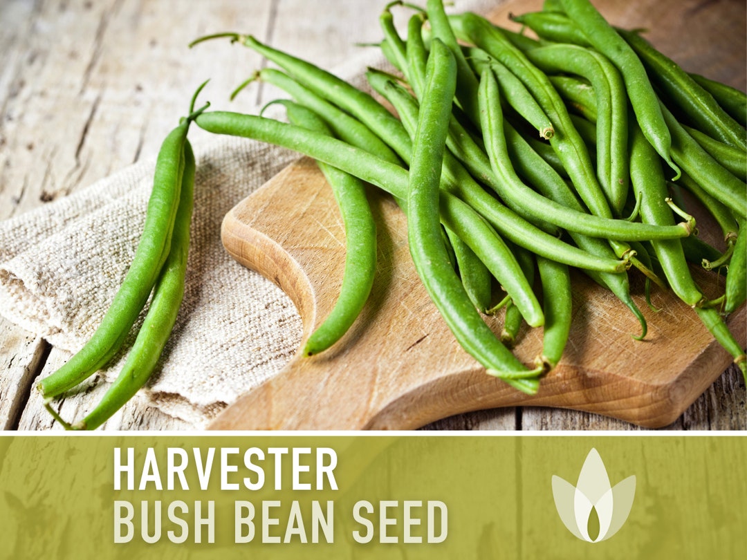 Harvester Bush Bean Seeds - Heirloom Seeds, High Yield, Stringless ...