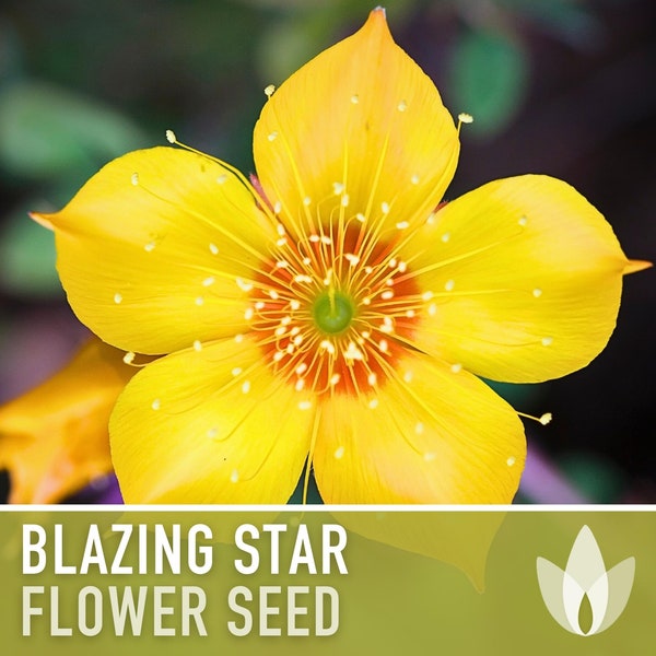 Star Flowers - Etsy
