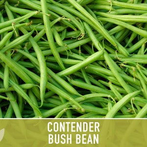 Contender Bush Bean Seeds - Heirloom, Stringless, Open Pollinated ...