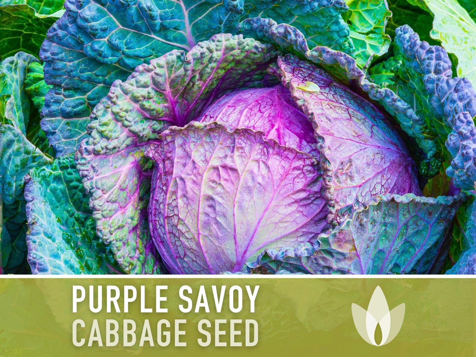 Purple Savoy Cabbage Seeds - Heirloom, Cold Hardy, 150 Seeds - Etsy