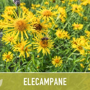 Elecampane Seeds - Heirloom Seeds, Ancient Medicinal Herb, Daisy-like ...