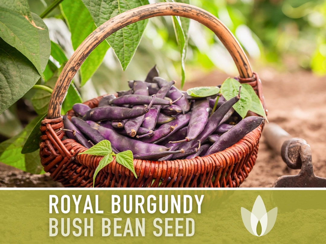 Royal Burgundy Bush Bean Seeds - Heirloom, Stringless, Open Pollinated ...