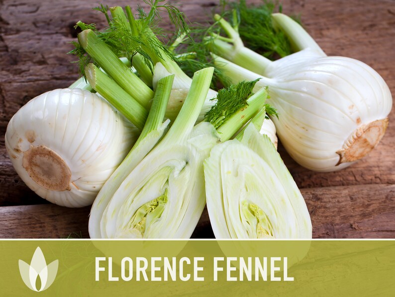 Florence Fennel Heirloom Seeds Non-gmo Medicinal Herb - Etsy