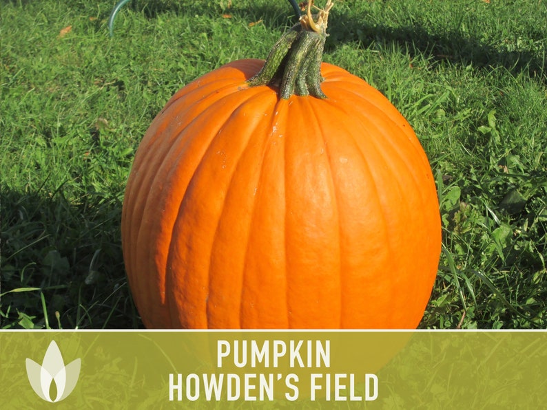 Howden's Field Pumpkin Heirloom Seeds Jack-o-lantern - Etsy