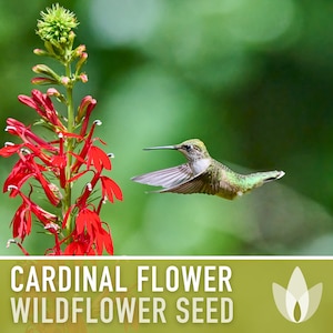 Hummingbird Flower Seed Collection - 10 Heirloom Nectar Varieties - Etsy