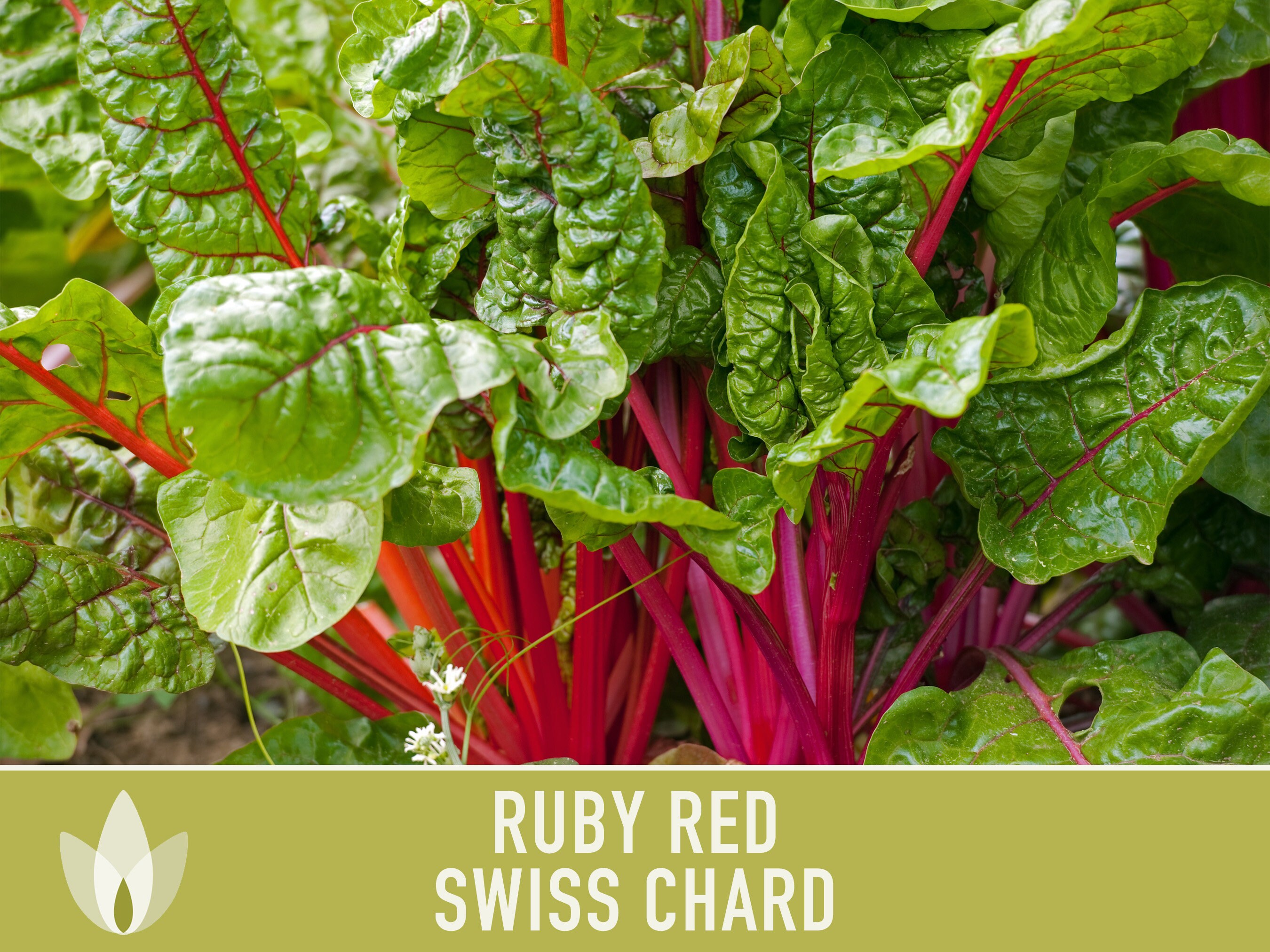 Ruby Red Swiss Chard Seeds | Heirloom, Organic, Non-gmo, Edible ...