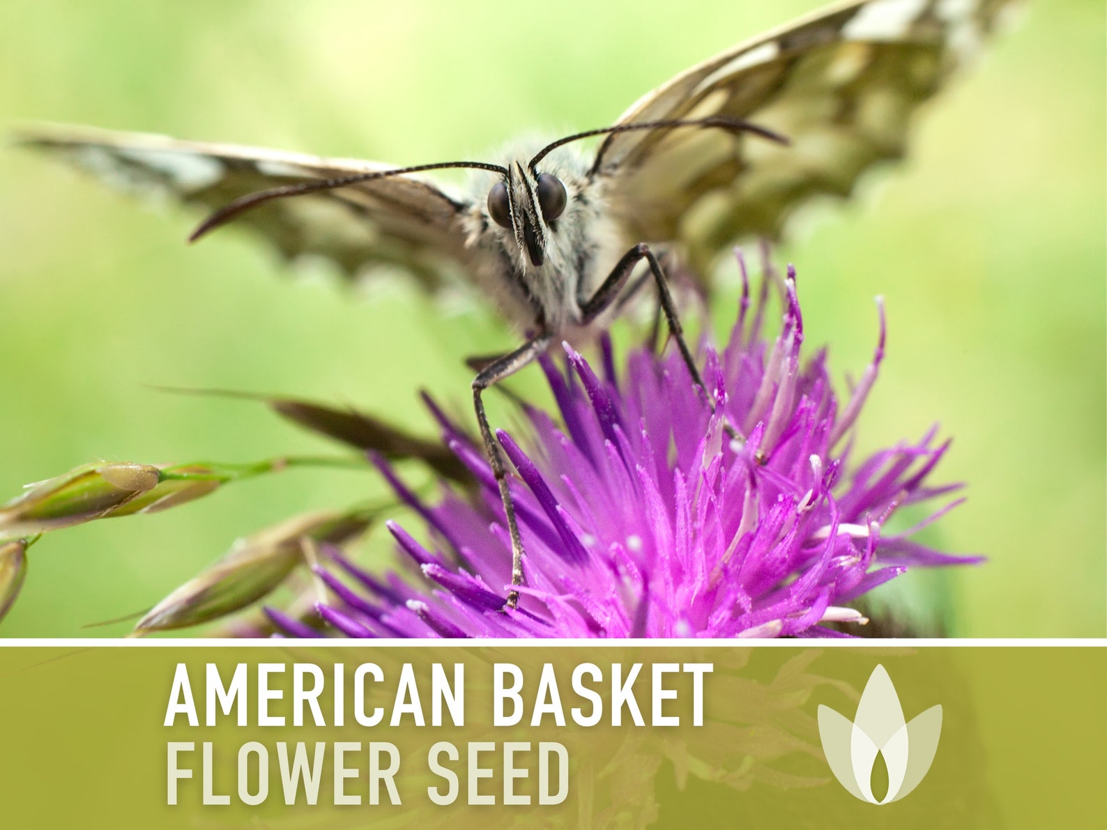 American Basket Flower Seeds – Heirloom Centaurea Americana, Native ...