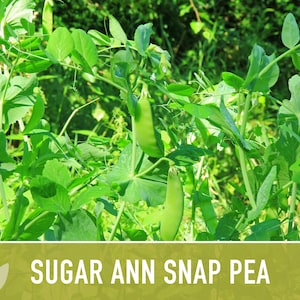 Sugar Ann Snap Pea Heirloom Seeds - Etsy