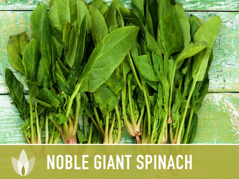 Noble Giant Spinach Seeds - Heirloom, Non-gmo (3g) - Etsy
