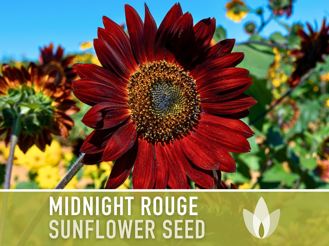 Midnight Rouge Sunflower Seeds - Heirloom Seeds, Deep Burgundy Blooms ...