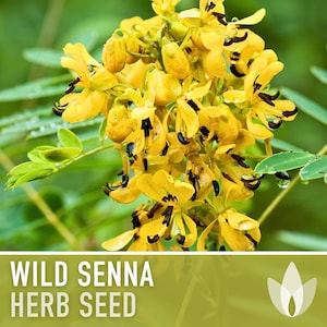 Wild Senna Herb Seeds - Heirloom Seeds, Medicinal Herb, Senna ...