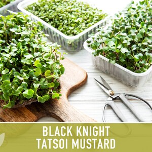 Black Knight Tatsoi Mustard Greens Seeds - Heirloom Seeds, Fresh Salad ...