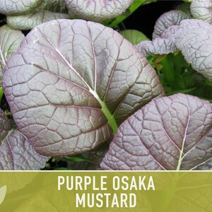 Purple Osaka Mustard Greens Heirloom Seeds - Fresh Salad Mix ...