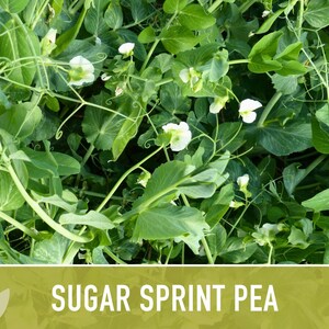 Sugar Sprint Snap Pea Seeds - Heirloom Seeds, Microgreens, Stringless ...