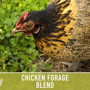 Chicken Forage Heirloom Seed Mix - 1 Ounce, Omega 3, Backyard Chickens ...