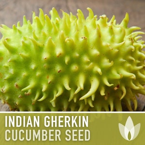 West Indian Gherkin Cucumber Seeds - Heirloom Seeds, Cucamelon ...