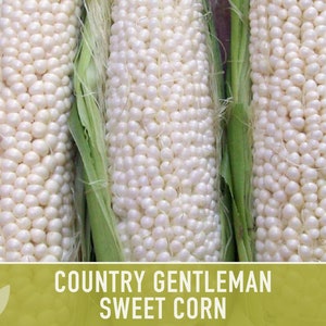 Country Gentleman Sweet Corn Heirloom Seeds - Shoepeg Corn, Home Garden ...