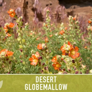 Desert Globemallow Seeds – Vivid Orange Flowers, Native Heirloom - Etsy
