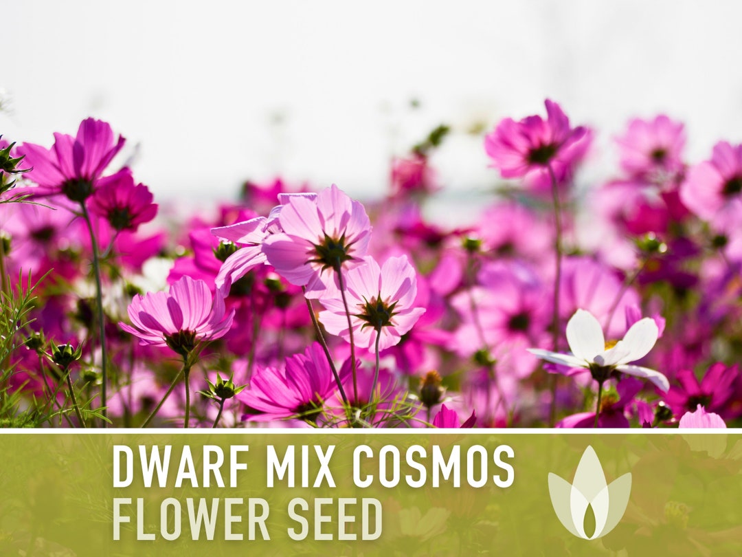 Cosmos, Dwarf Mix Flower Seeds - Heirloom Seeds, Cut Flowers, Butterfly ...