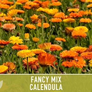 Calendula Officinalis, Fancy Mix Heirloom Seeds, Flower Seeds - Etsy