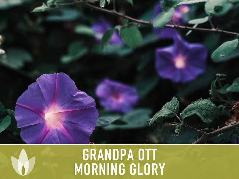 Morning Glory Grandpa Ott Flower Seeds Heirloom Seeds - Etsy