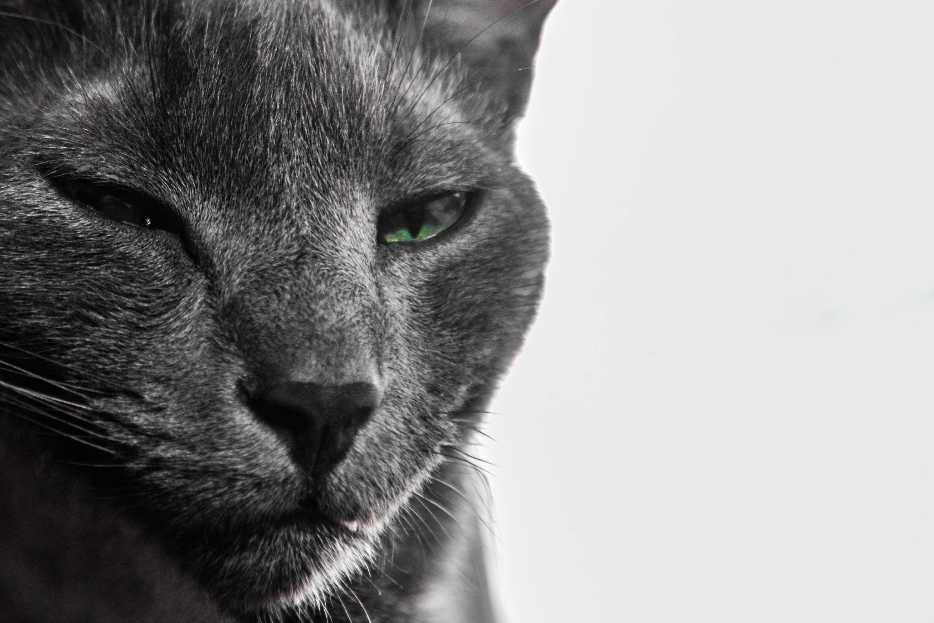 Russian Blue Kittens White