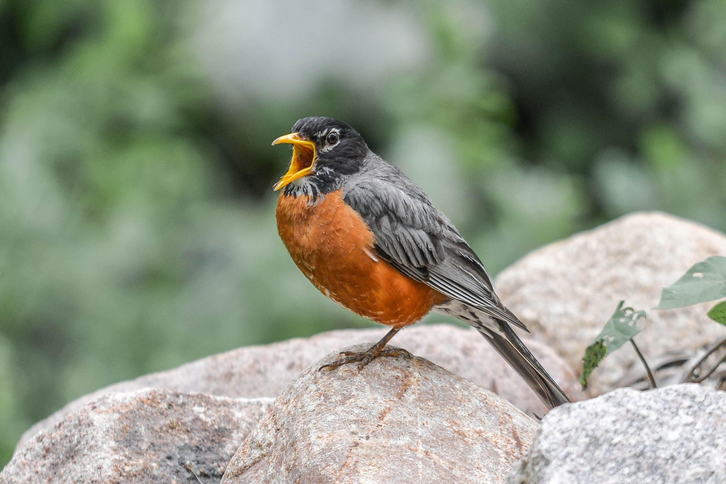 American Robin (michigan State Bird) Singing a Song - Large Print ... American Robin (michigan State Bird) Singing a Song - Large Print ...